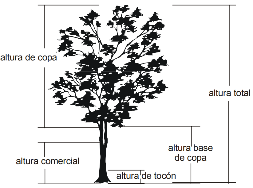 solucion-y-aplicacion/altura-arbol | TOPOGIS